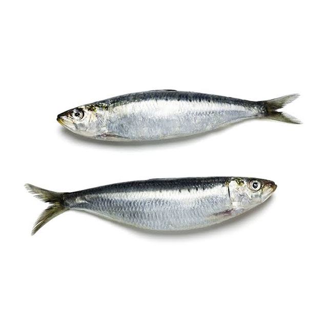 SARDINHA INTEIRA IMPORTADA BLANMAR GRANEL 8A12PÇ KG | Deskontão Atacado