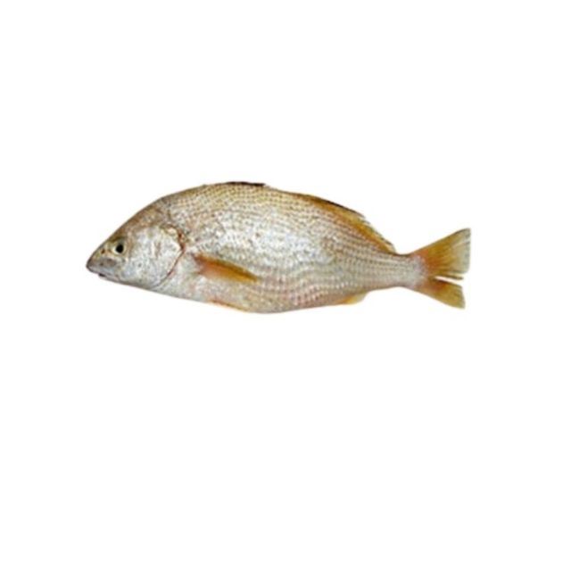 CASTANHA INTEIRA 200 A 400G PESCAL CAIXA15KG | Deskontão Atacado